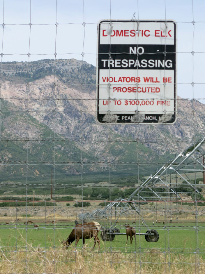 State’s largest elk ranch keeps growing | News, Sports, Jobs - Standard ...